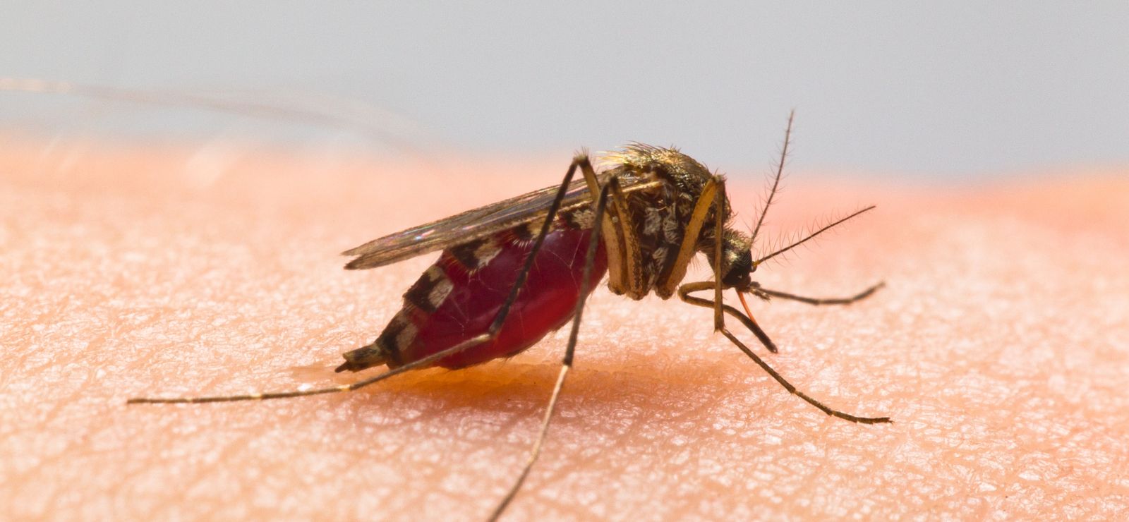 Hoe wetenschap ons kan helpen om muggen weg te houden | Durf Denken